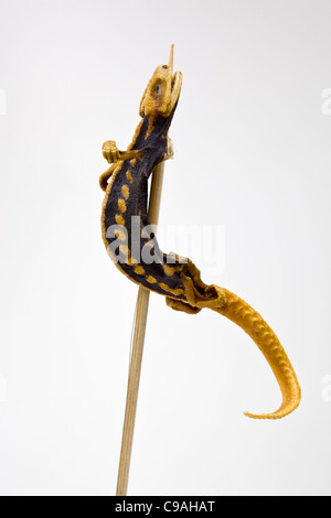Salamandra fritta su un bastone al mercato notturno di Donghuamen ...