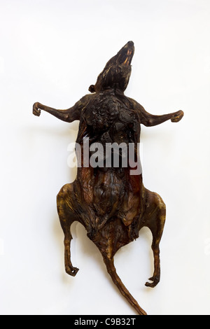 Ratto affumicato cotto venduto al mercato di Vientiane, Laos - un ...