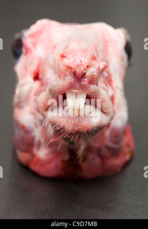 Skinned Rabbit Head - un esempio dello strano o strano cibo mangiato ...