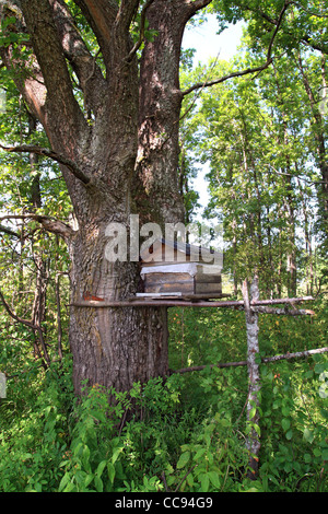 Nido di calabroni in quercia Vespa crabro UK IMENOTTERI Foto stock - Alamy