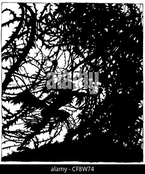 La Bella Addormentata Arthur Rackham 1920 fata malvagia strega fata ...