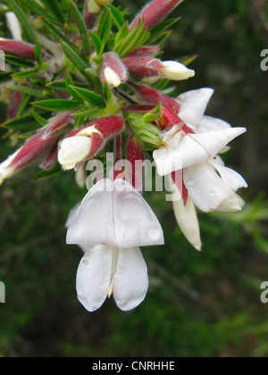 Tagasaste Chamaecytisus proliferus Isole Canarie La Gomera Foto stock ...