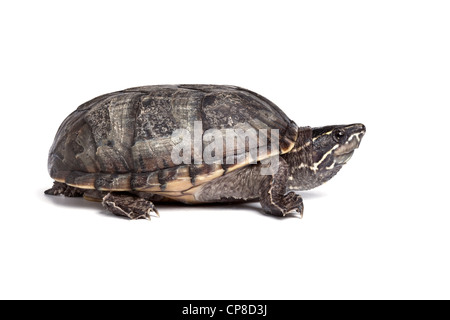 Muschio comune tartaruga (Sternotherus odoratus) adulto Foto stock - Alamy