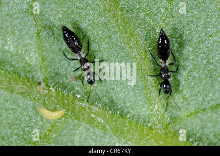 Tripide predatori (Franklinothrips vespiformis) larva Foto stock - Alamy