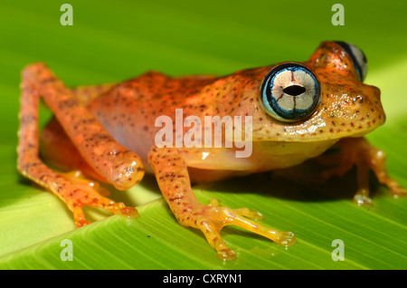 Lo scheletro di una rana Foto stock - Alamy