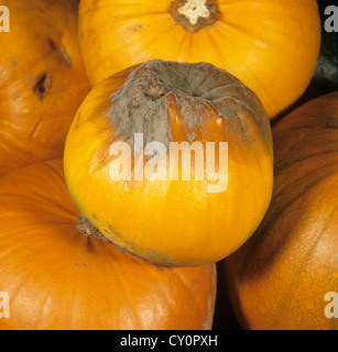 La muffa grigia, Botrytis cinerea, infezione in il gambo e le foglie di ...