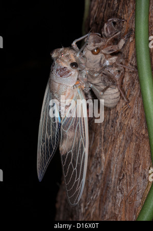 Australian Cicala - Thopa saccata - che emerge dal suo guscio beetle ...