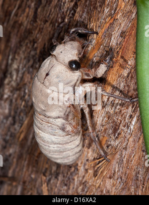 Australian Cicala - Thopa saccata - che emerge dal suo guscio beetle ...