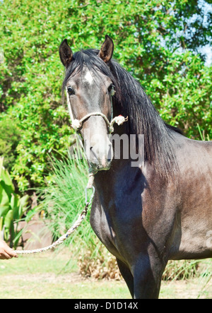Pura spagnola a cavallo di razza andaluso. Stallone nero al galoppo sul ...