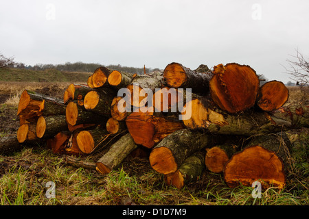 In legno rosso, un tronco di ontano nero Foto stock - Alamy