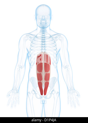 Umano i muscoli addominali (rectus addominali, illustrazione Foto stock ...