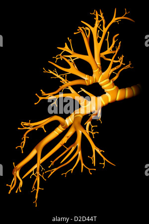 Albero bronchiale rete delle vie aeree che servono entrambi i polmoni a ...