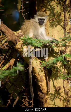 Vervet monkey (Cercopithecus aethiops), Lewa Wildlife Conservancy ...