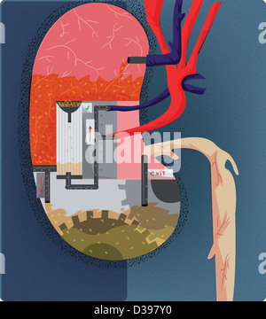 Anatomia del rene umano funzione Foto stock - Alamy