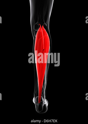 Muscolo del polpaccio, artwork Foto stock - Alamy