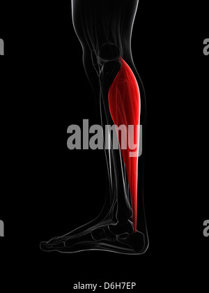 Muscolo del polpaccio, artwork Foto stock - Alamy