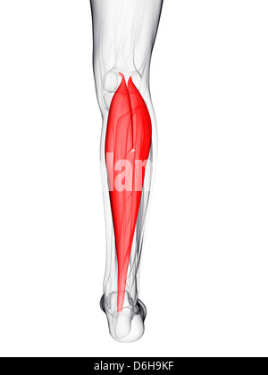 Muscolo del polpaccio, artwork Foto & Immagine Stock: 52732388 - Alamy