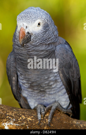 Il pappagallo grigio (Psittacus erithacus), noto anche come pappagallo ...