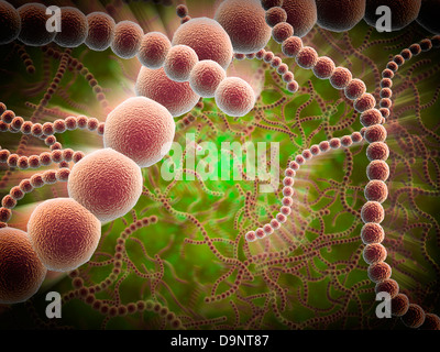 Streptococcus pneumoniae o pneumococco è un batterio grampositivo ...