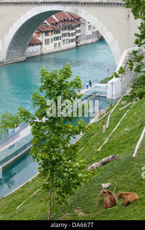 Bear Pit, Aare, Berna, Canton Berna, animali, animale, lo zoo e il ...