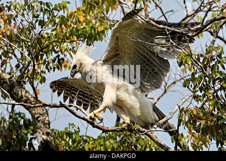 Arpia Aquila su un ramo di un albero. Harpia harpyja. Panama, America ...