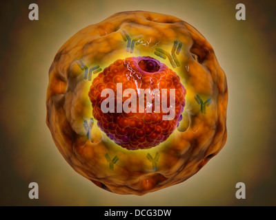 Nucleo cellulare con cromosoma. Il nucleo cellulare aiuta a controllare ...
