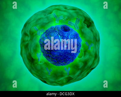 Nucleo cellulare con cromosoma. Il nucleo cellulare aiuta a controllare ...