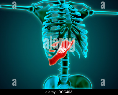 Scheletro umano della colonna vertebrale nervature scheletrico costola ...