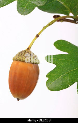 Una ghianda con foglie di quercia, farnia (Quercus robur Foto stock - Alamy