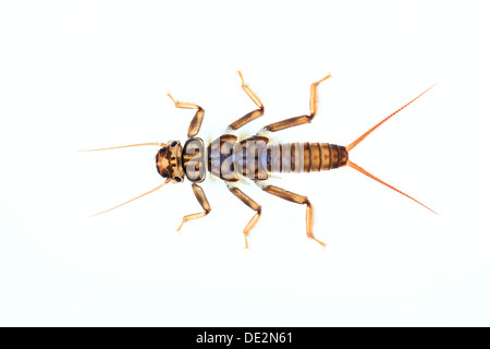 Larva di Stonefly (Plecotteri), larva vivere sotto l'acqua Foto stock ...