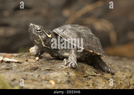 Muschio comune tartaruga (Sternotherus odoratus) adulto Foto stock - Alamy