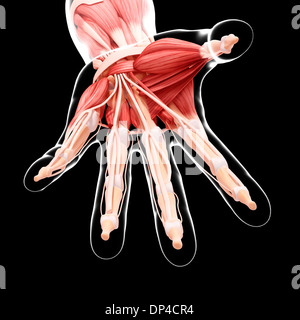Anatomia della mano umana, vista dorsale Foto stock - Alamy