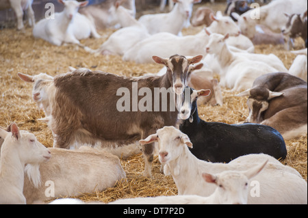 Capra domestica, Saanen, Toggenburgo e British Alpine bambinaie ...