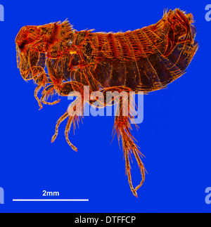 Mole flea (Hystrichopsylla talpae talpae), la fotografia macro. Questo ...