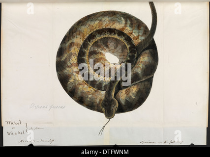 ANATOMIA DEL SERPENTE Foto stock - Alamy