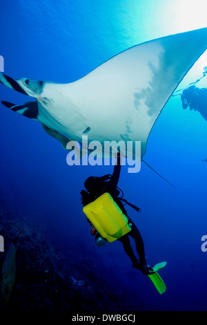 Vista subacquea del subacqueo toccando pacifico gigante manta ray ...