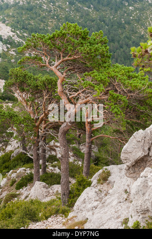 Botanica - Alberi - di pino silvestre (Pinus sylvestris), unione di ...