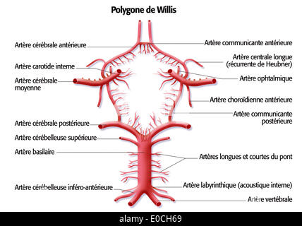 Il circolo di Willis Foto stock - Alamy