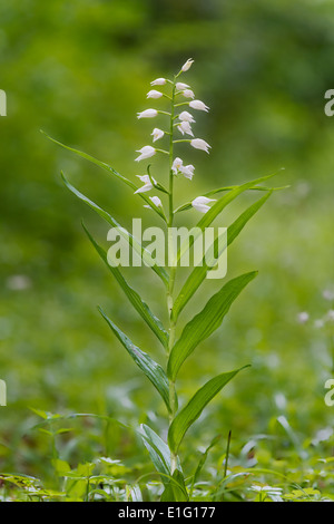 Helleborine a foglia stretta (Cephalanthera longifolia) in boschi misti ...