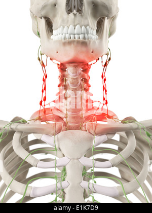 Sistema linfatico anatomia interna nel maschio torace e addome, sfondo ...