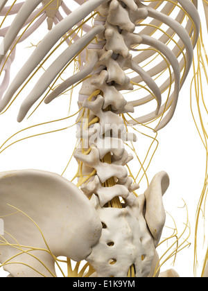 I nervi della gamba Foto stock - Alamy