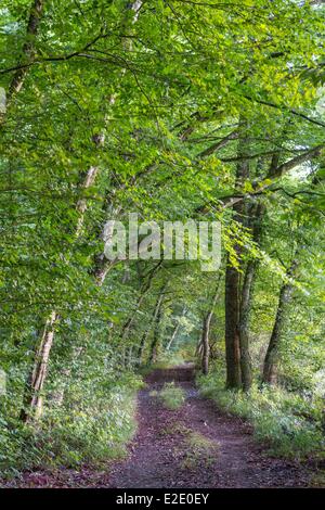 In Francia, in barrique di rovere di Allier, Tronçais foresta, Saint ...