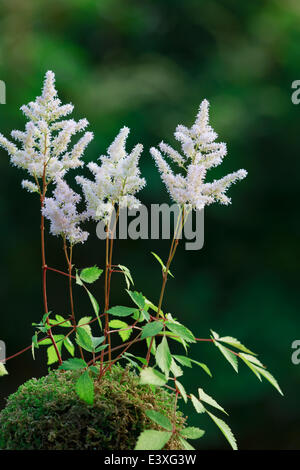 Capra con barba Foto stock - Alamy
