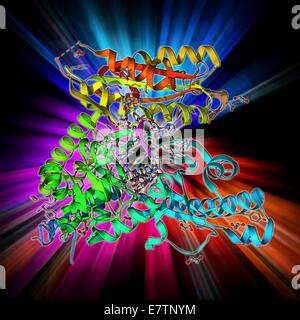 Illustrazione di RNA (acido ribonucleico) polimerasi che trascrive DNA ...