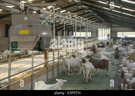 Capra domestica, Saanen, Toggenburgo e British Alpine bambinaie ...