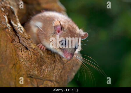 Tronco, knothole, ghiro, Glis glis, mondo animale, la fauna selvatica ...