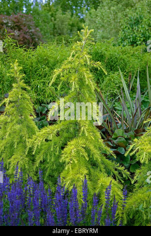 Giallo cedro Deodar, giallo indian cedro (CEDRUS DEODARA " Golden ...