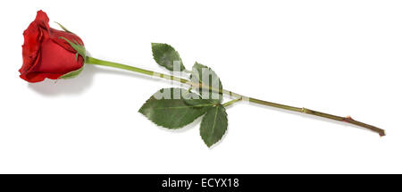 Singola con gambo lungo una rosa rossa su sfondo nero Foto stock - Alamy