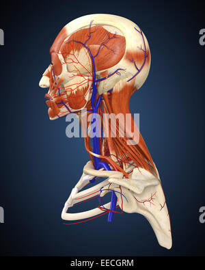 Anatomia del volto umano e muscoli del collo, vista frontale Foto stock ...