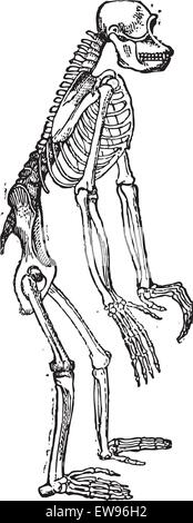 Biologia di scimpanzé, anatomia illustrazione. incisi disegnati a mano ...